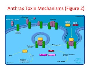 Bacillus anthracis toxins | PPT