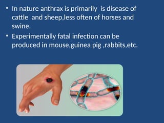 BACILLUS ANTHRAX A overview of SlideShare | PPTX