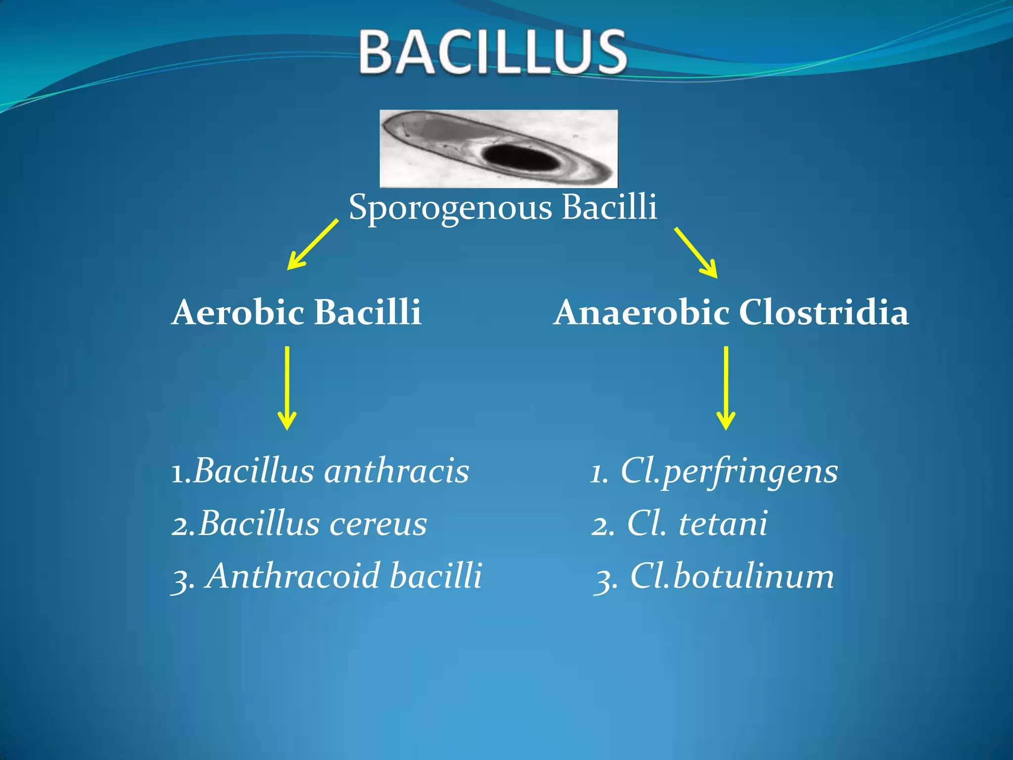 Bacillus anthrax ,a potent bioweapon | PPTX