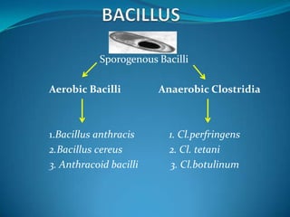 Bacillus anthrax ,a potent bioweapon | PPTX
