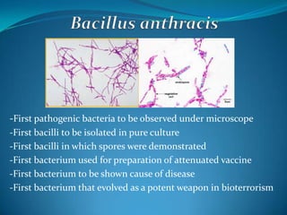 Bacillus anthrax ,a potent bioweapon | PPTX