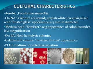 Bacillus anthrax ,a potent bioweapon | PPTX