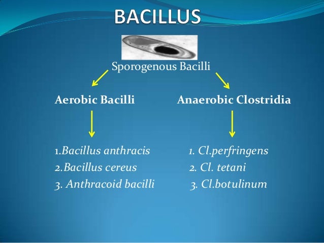 Bacillus anthrax ,a potent bioweapon