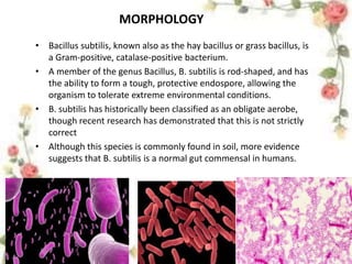 bacillus biocontol.pptx