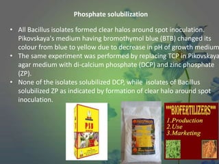 bacillus biocontol.pptx