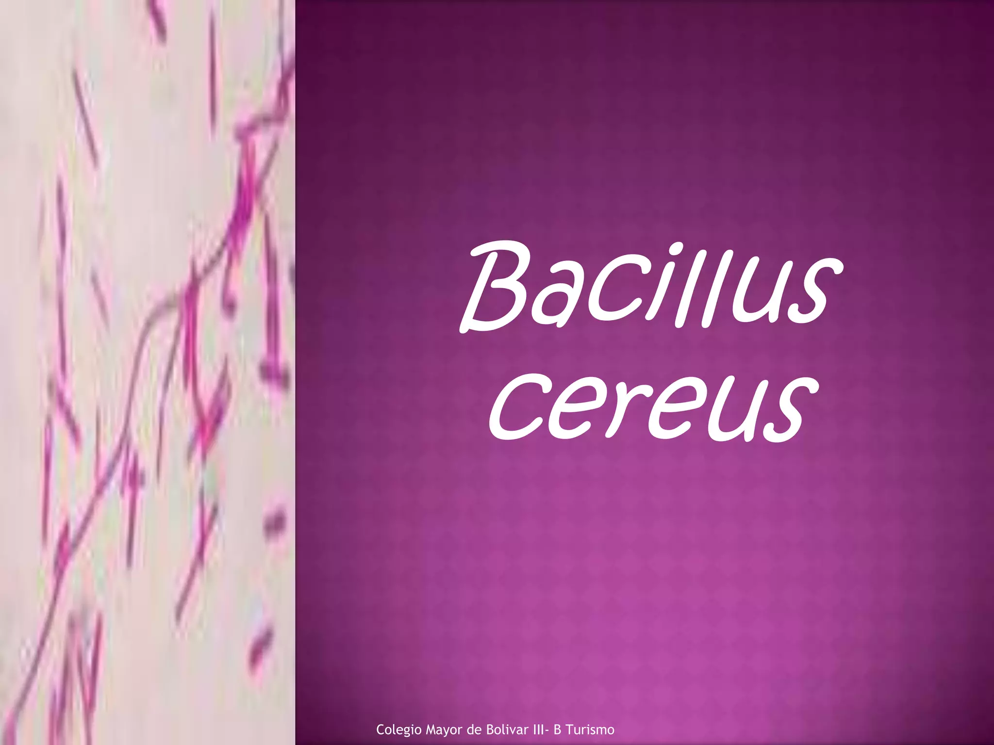 Bacillus cereus | PPTX | Digestive Disorders | Diseases and Conditions