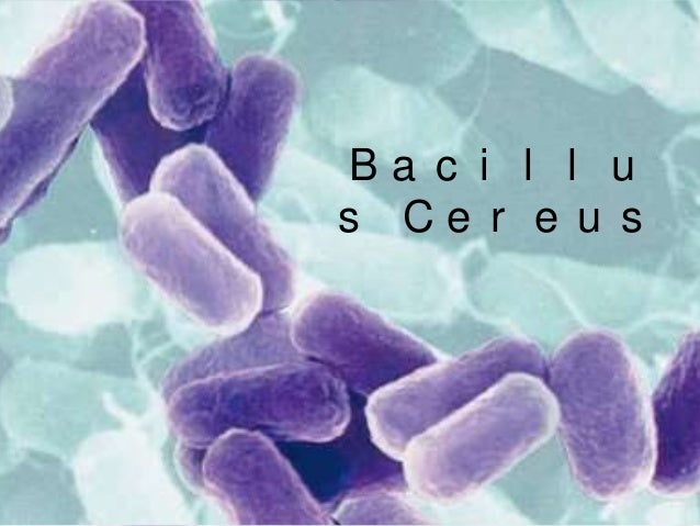 Bacillus cereus