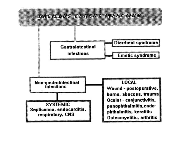 Bacillus cereus - contamination in food | PDF | Digestive Disorders ...