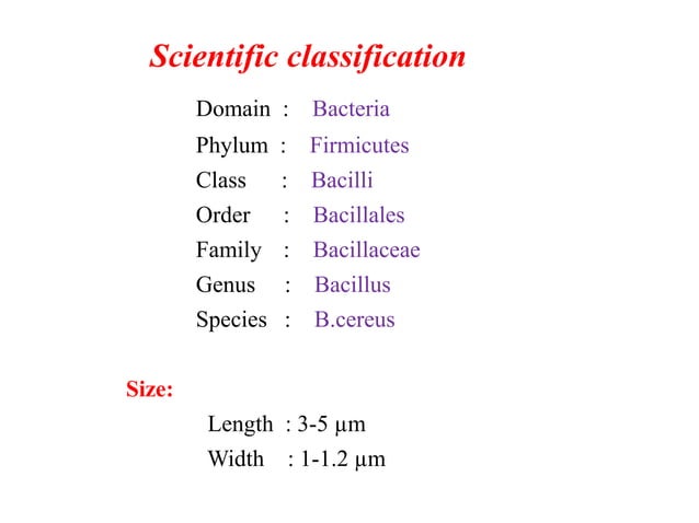 Bacillus cereus - contamination in food | PDF | Digestive Disorders ...