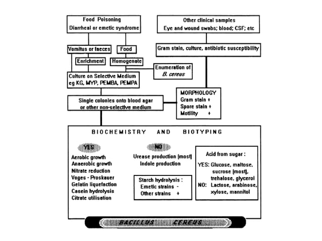 Bacillus cereus - contamination in food | PDF | Digestive Disorders ...