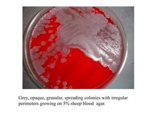 Bacillus Cereus Blood Agar