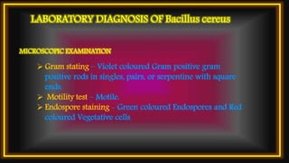 Bacillus cereus.pptx