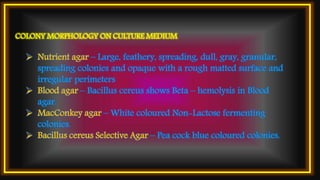 Bacillus cereus.pptx