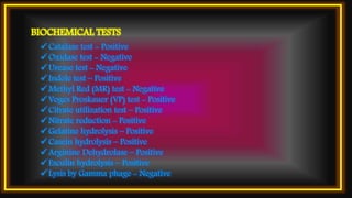 Bacillus cereus.pptx