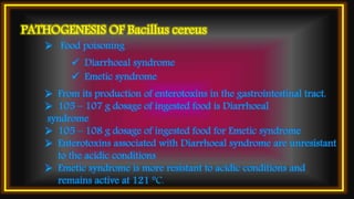 Bacillus cereus.pptx