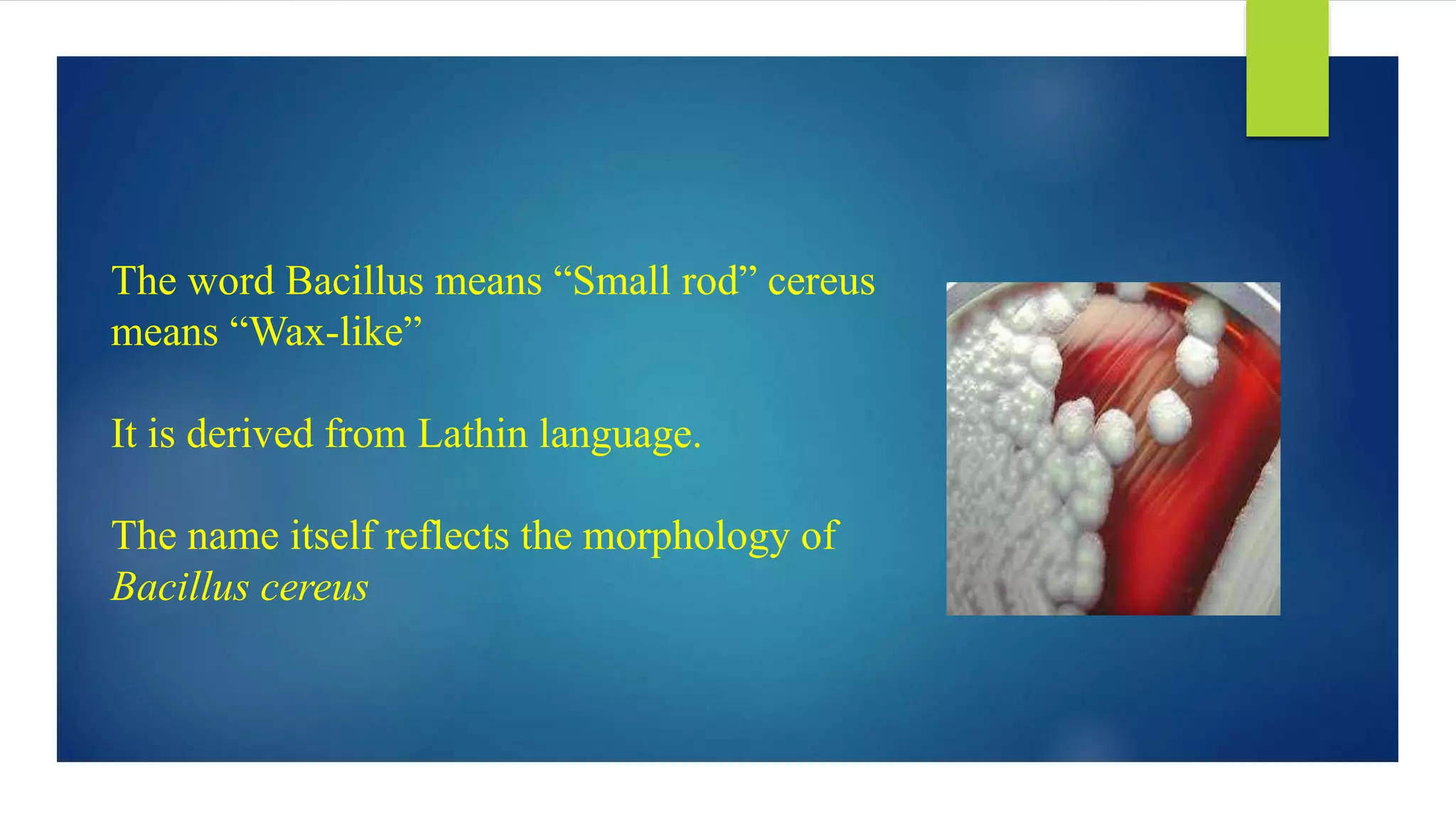 BACILLUS CEREUS.pptx