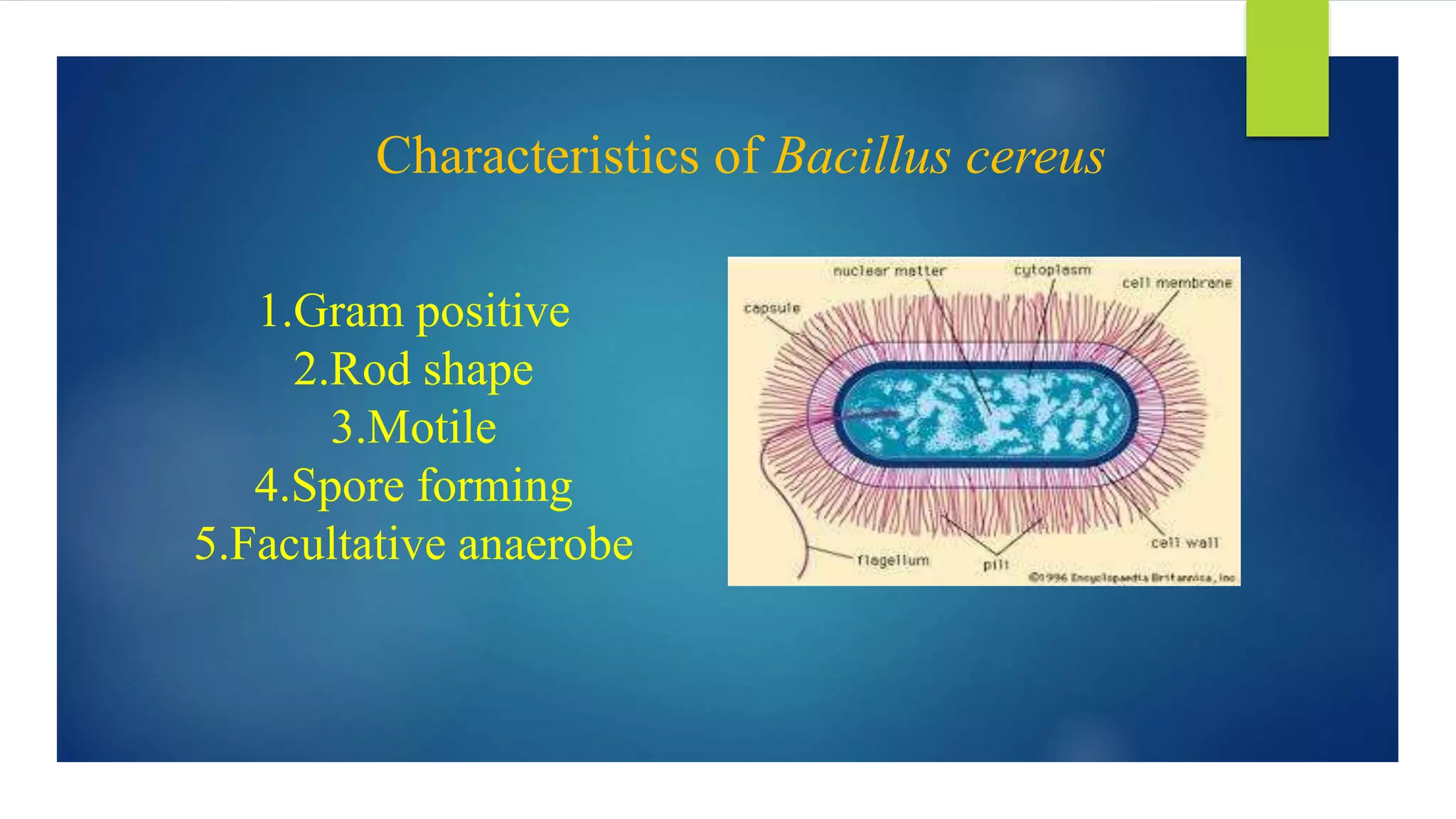 BACILLUS CEREUS.pptx