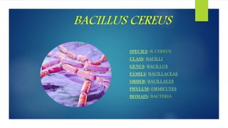 BACILLUS CEREUS.pptx