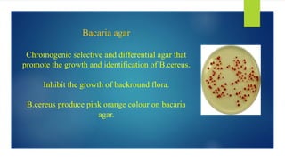 BACILLUS CEREUS.pptx