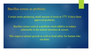 BACILLUS CEREUS.pptx