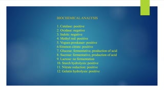 BACILLUS CEREUS.pptx