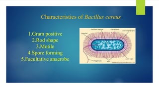 BACILLUS CEREUS.pptx