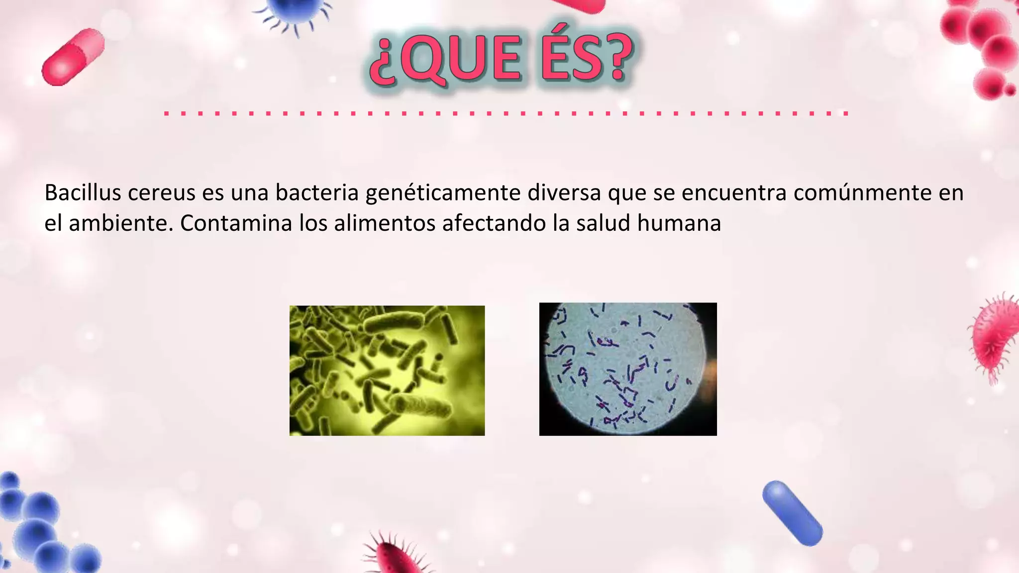 Bacillus cereus.pptx