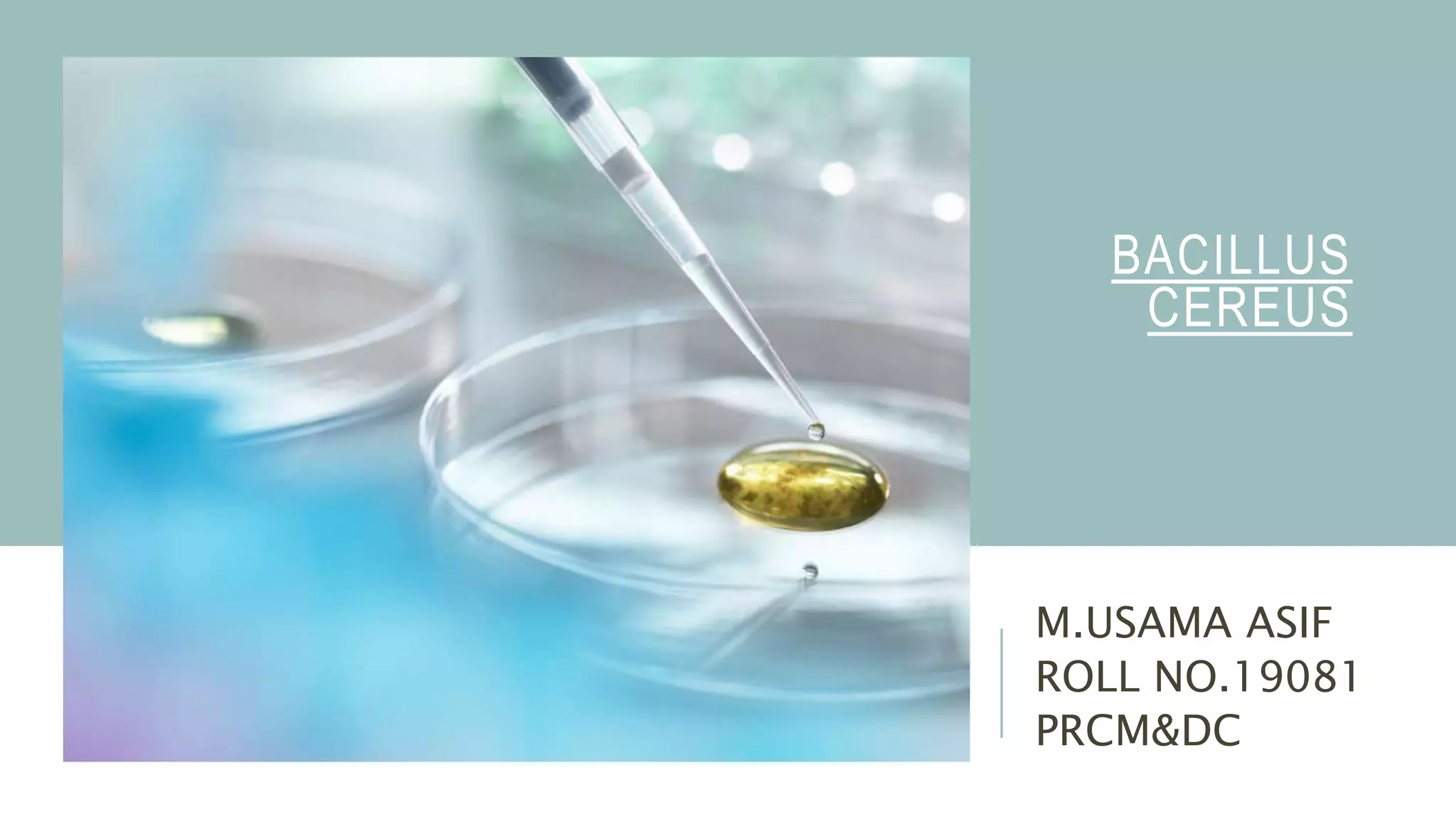 BACILLUS CEREUS.pptx