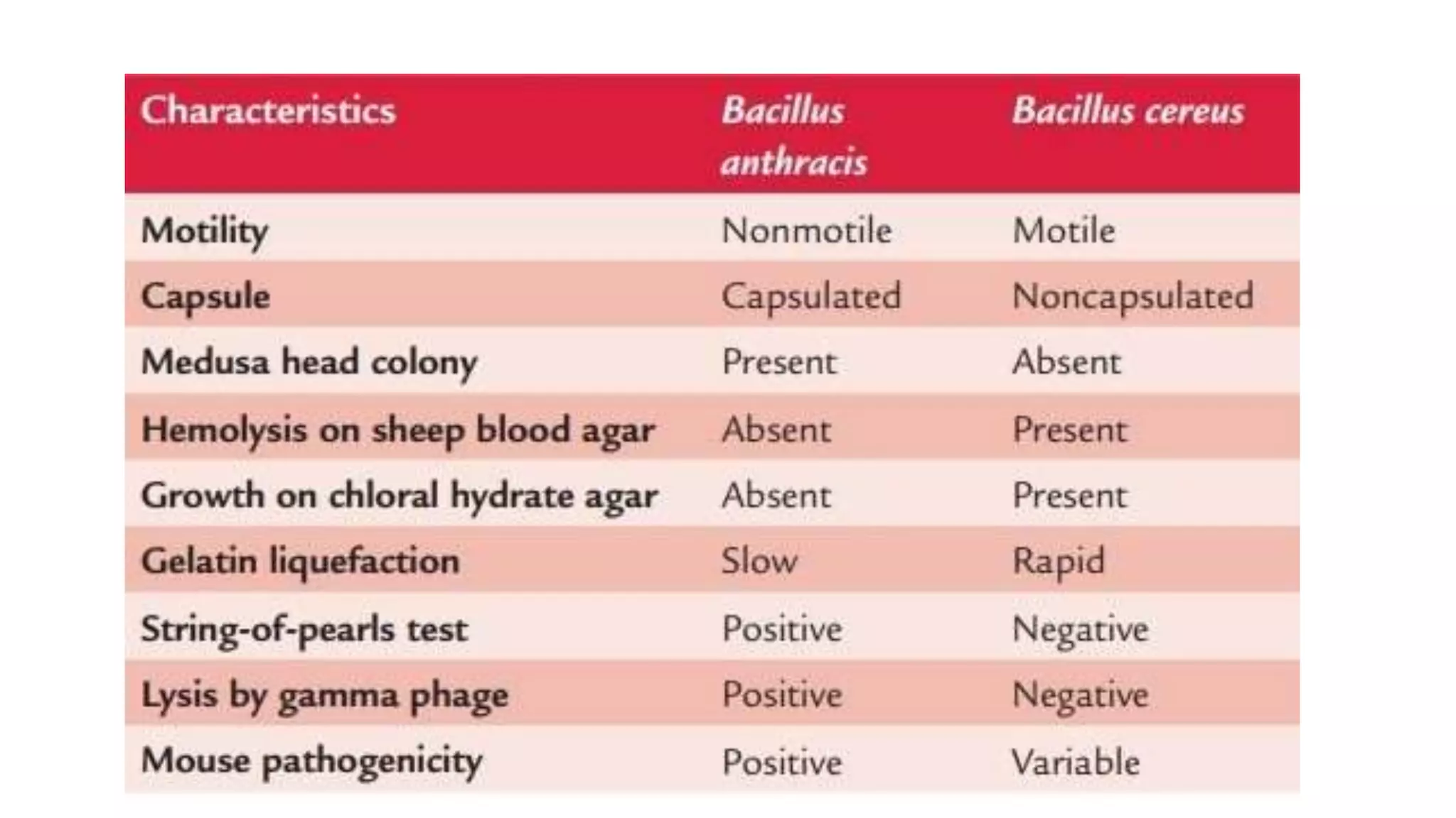 BACILLUS CEREUS.pptx