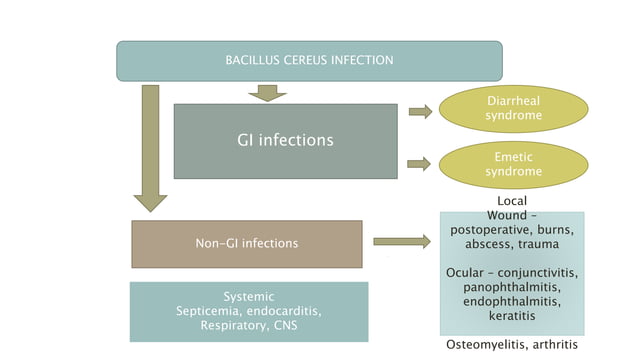 BACILLUS CEREUS.pptx