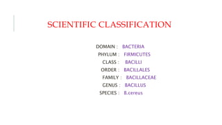 BACILLUS CEREUS.pptx