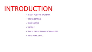 BACILLUS CEREUS.pptx