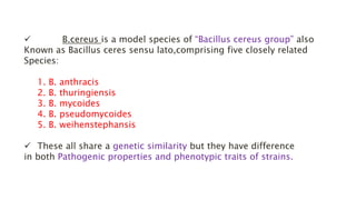 BACILLUS CEREUS.pptx