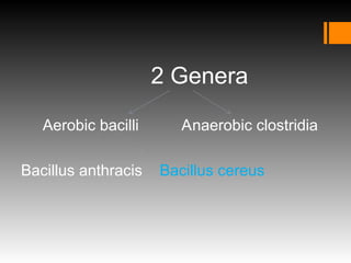 BACILLUS_CEREUS educational microbioolgy.ppt