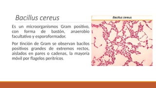 Bacillus cereus Bacteria ETA, Daño Alimento | PPTX