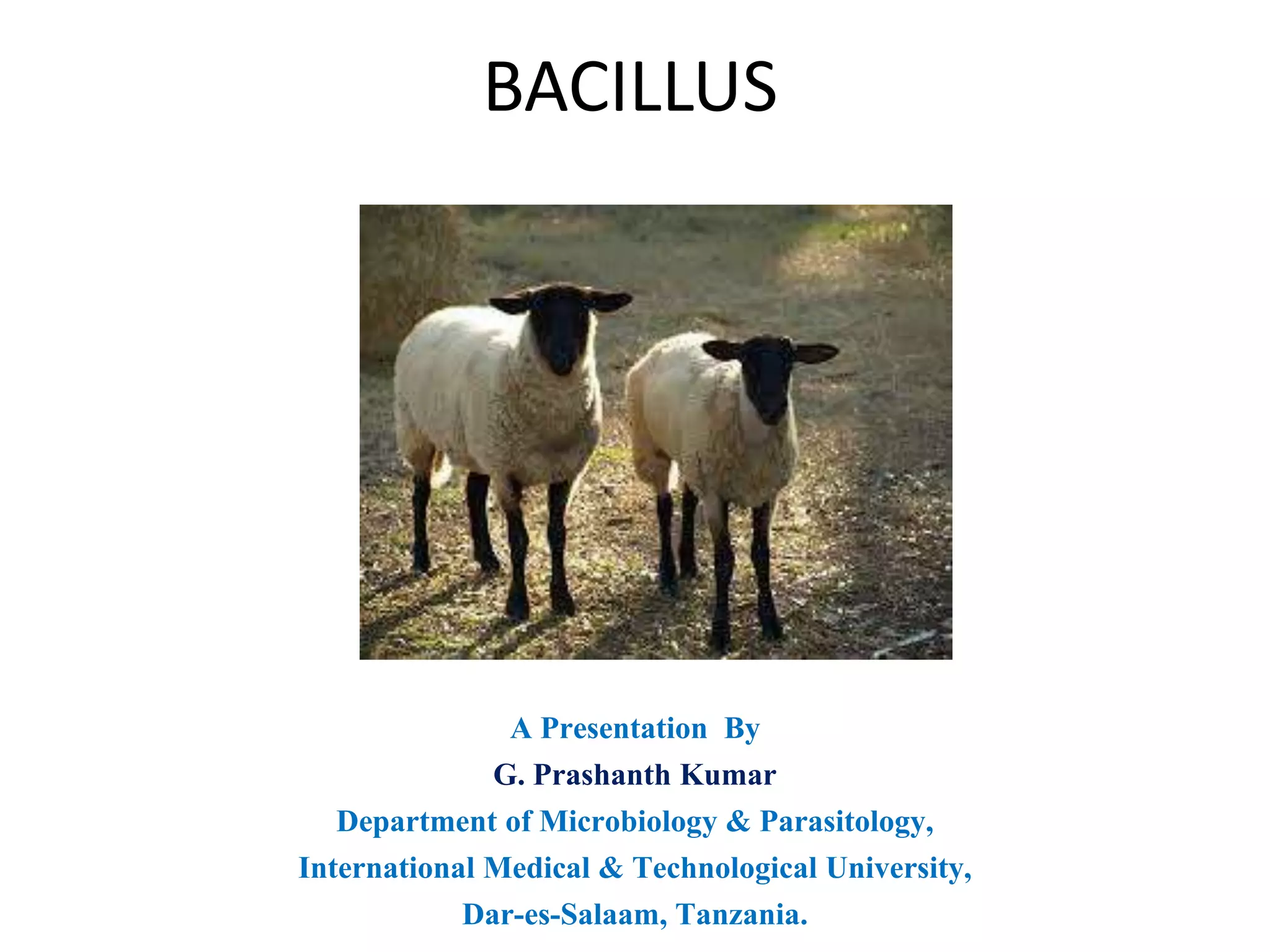 Bacillus | PPTX