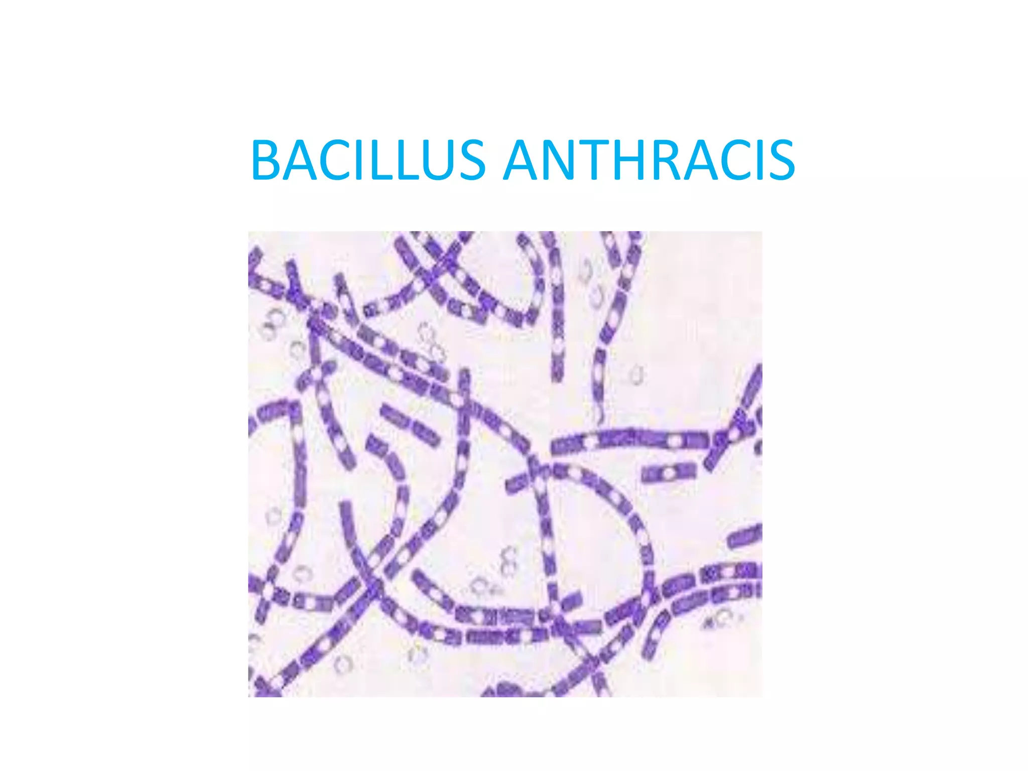 Bacillus | PPTX
