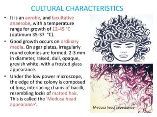 Bacillus | PPTX