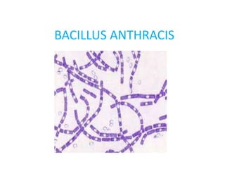 Difference Between Anthrax Bacilli And Anthracoid Bacilli, 49% OFF