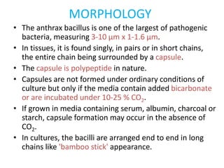 Shape Of Bacillus Anthracis Cell