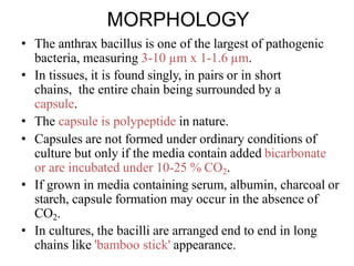 General characteristics of Bacillus anthracis, diagnosis, zoonotic ...