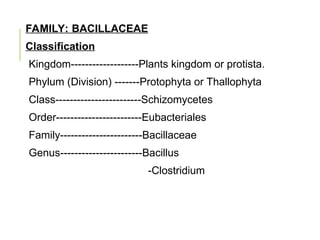 BACILLUS ppt. ppt | PPT | Infectious Diseases | Diseases and Conditions