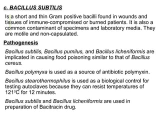 BACILLUS ppt. ppt | PPT | Infectious Diseases | Diseases and Conditions