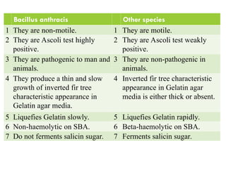 BACILLUS ppt. ppt | PPT | Infectious Diseases | Diseases and Conditions