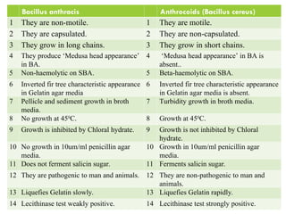 BACILLUS ppt. ppt | PPT | Infectious Diseases | Diseases and Conditions