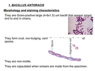 BACILLUS ppt. ppt | PPT | Infectious Diseases | Diseases and Conditions