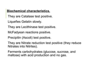 BACILLUS ppt. ppt | PPT | Infectious Diseases | Diseases and Conditions