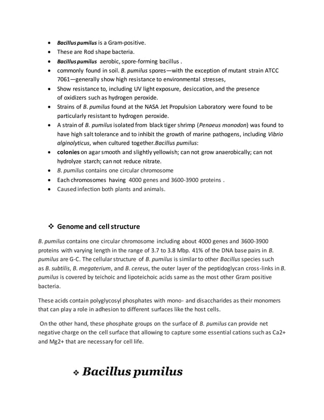 Bacillus pumilus | DOCX