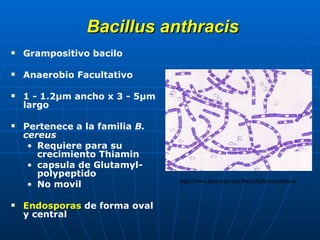 Bacillus spp | PPT