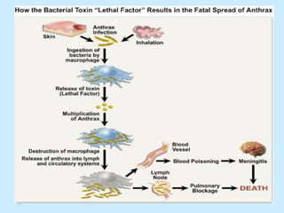 Bacillus spp..ppt....by..ali..rasool.badr